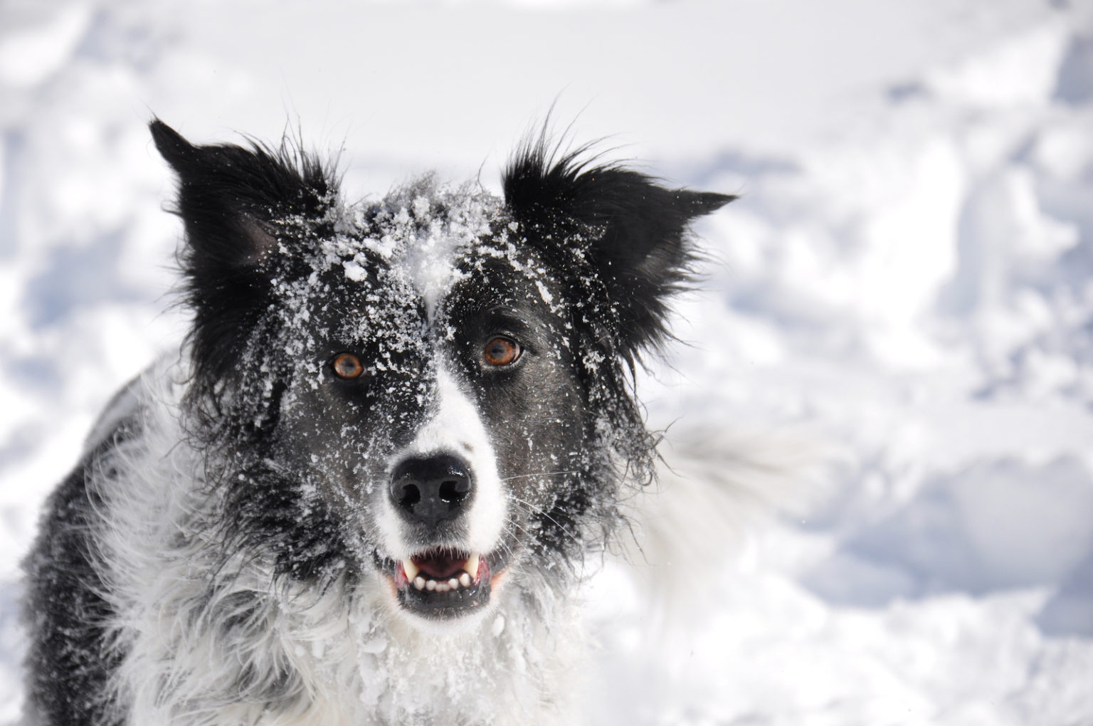 How Cold is Too Cold To Take Your Dog Outside?