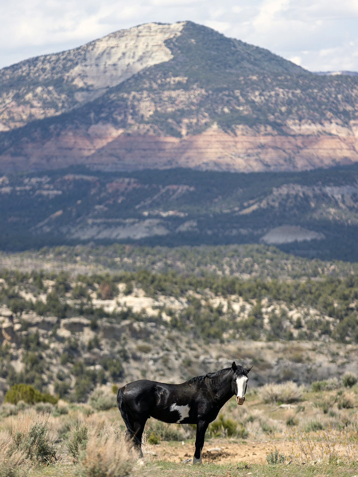 Camp with Wild Horses In the Little Book Cliffs - 5280