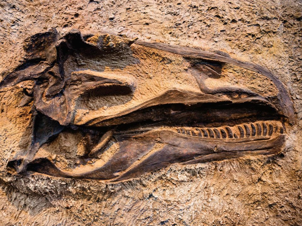 A Dinosaur Lover's Guide to Colorado - 5280