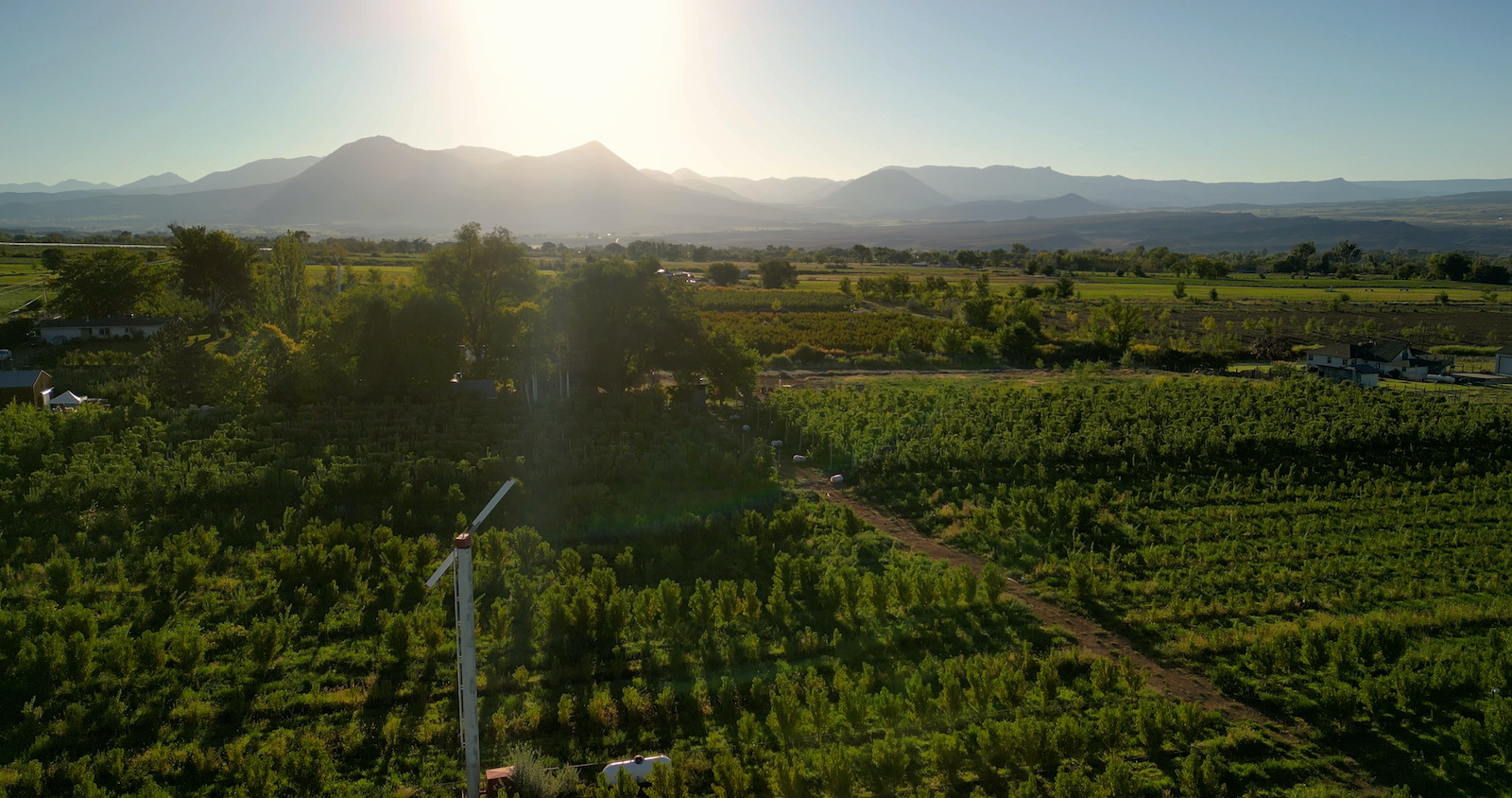 What’s in Season Now: Colorado Cherries