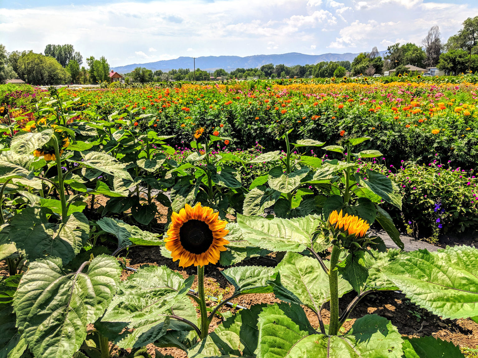 8 Places to Pick Your Own Flowers Around the Front Range - 5280