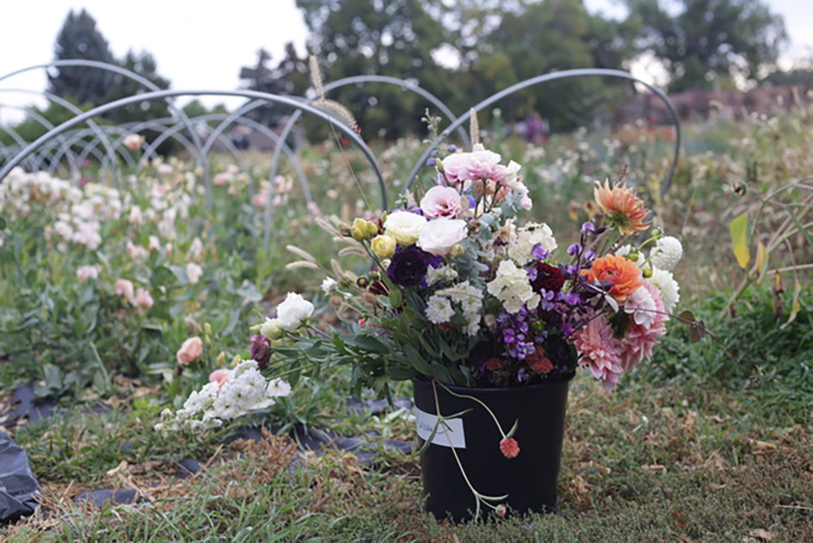 6 Places to Pick Flowers Around the Front Range - 5280