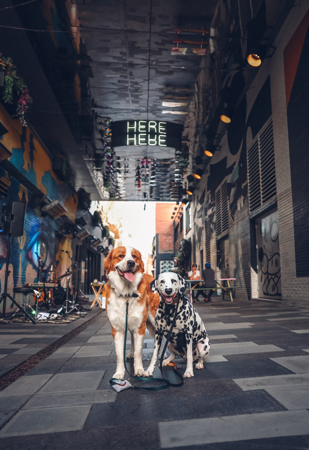 10 of the Best Dog-Friendly Patios in Denver and Beyond