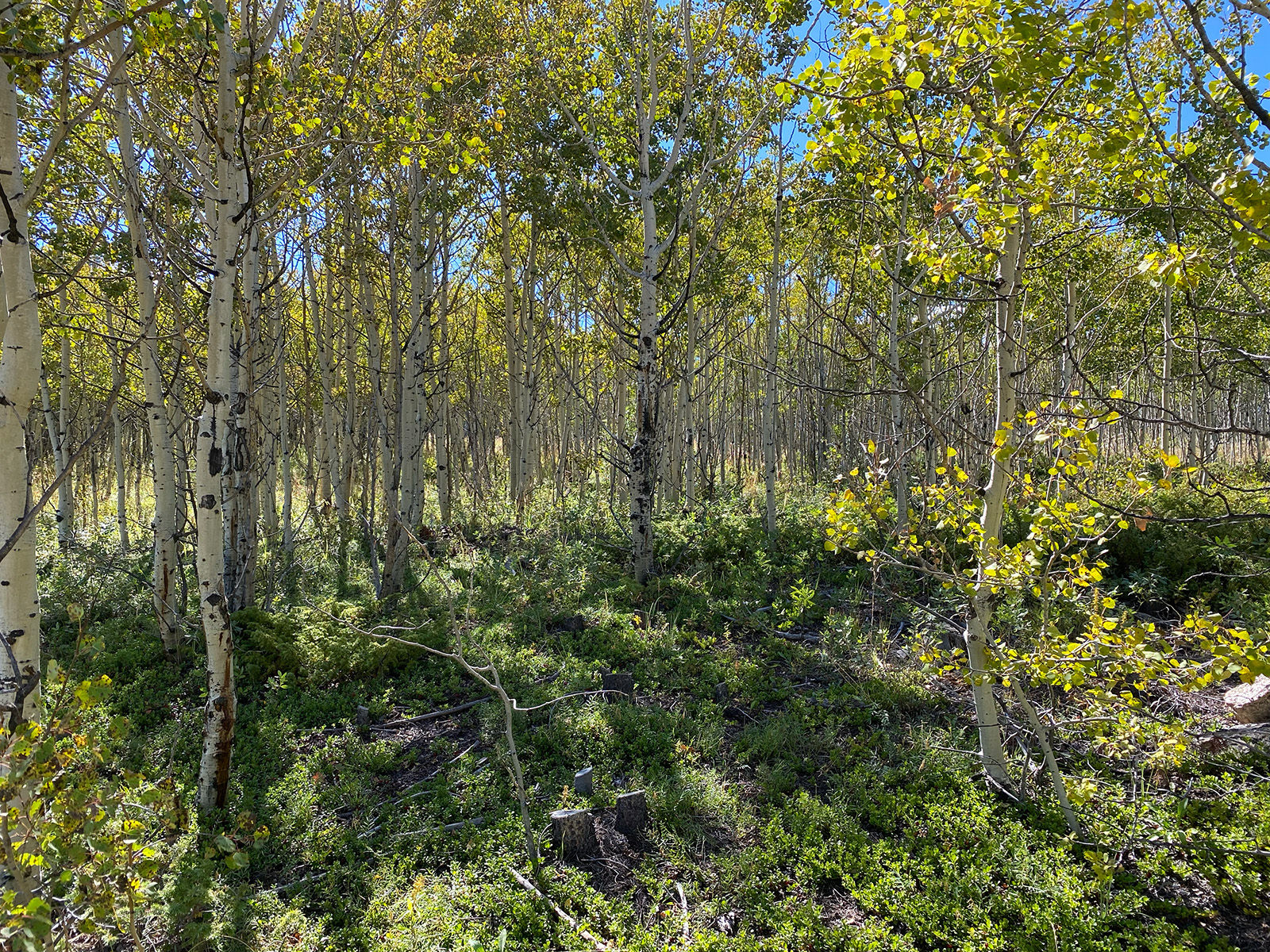 Nederland: Boy Scout Loop - 5280