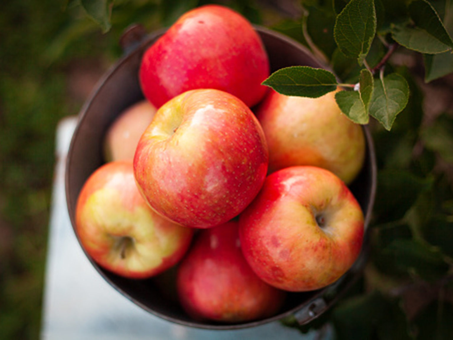 6 of the Best Colorado Apple Varieties, According to Local Growers and ...