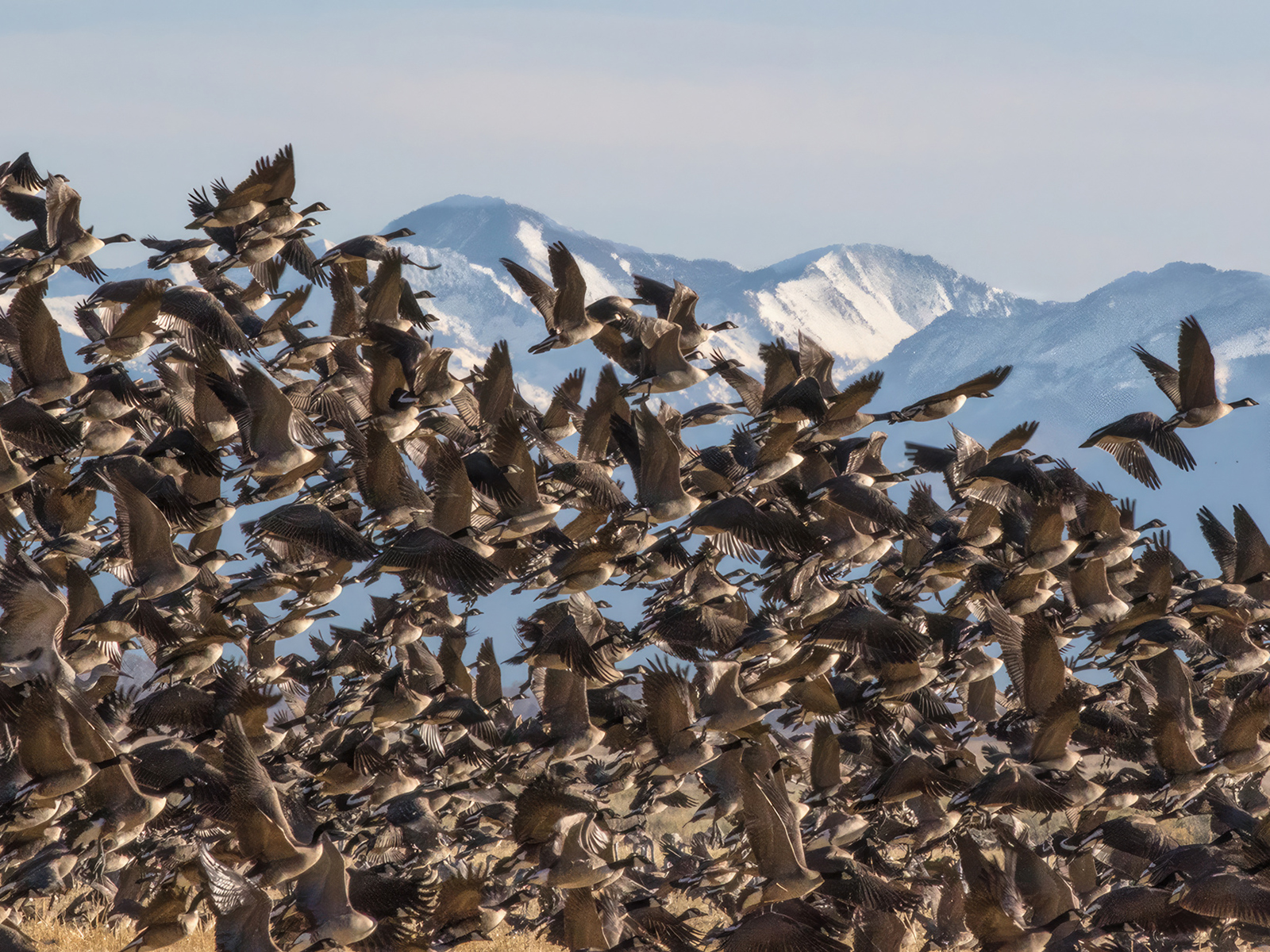 5 of the Best Spots for Birding In Denver - 5280