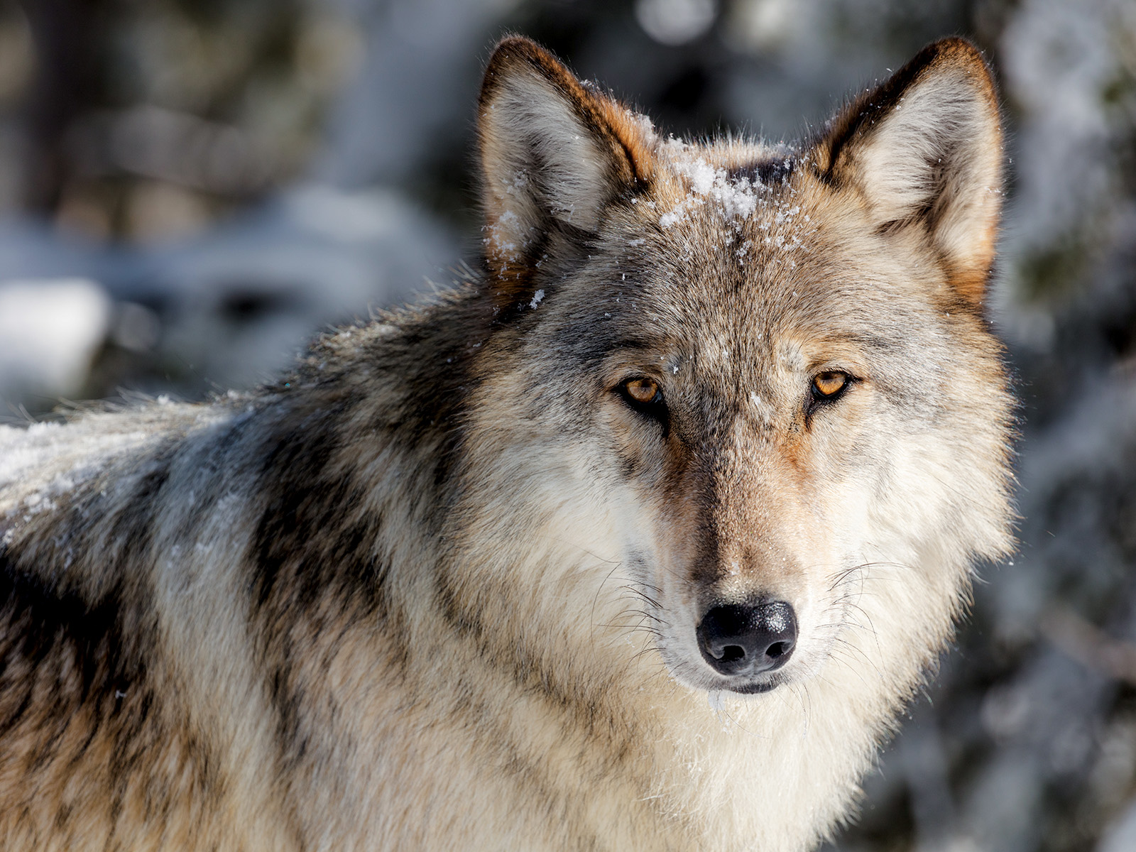 Colorado Has Released Its First Wolves. What Happens Next? - 5280