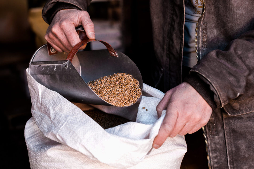 Where to Buy Colorado Grains and Flours (and How to Use Them)