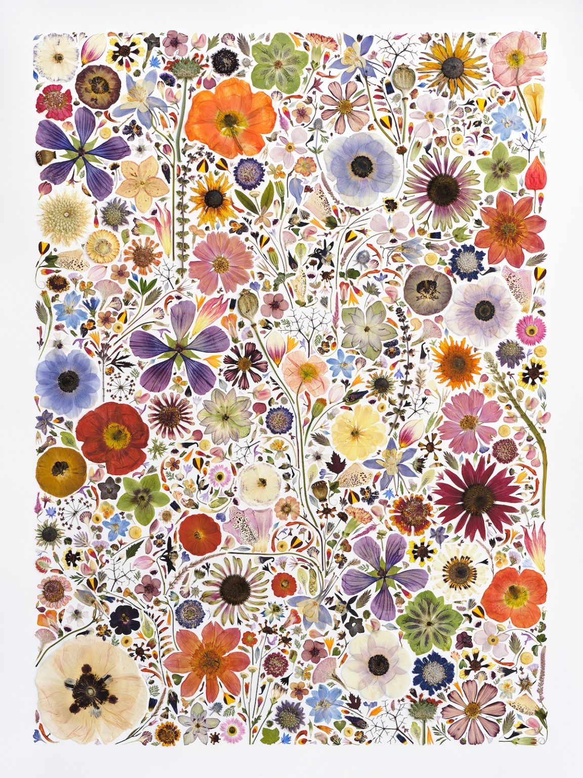 Meet the Colorado Duo Creating Collages Using Pressed Flowers - 5280