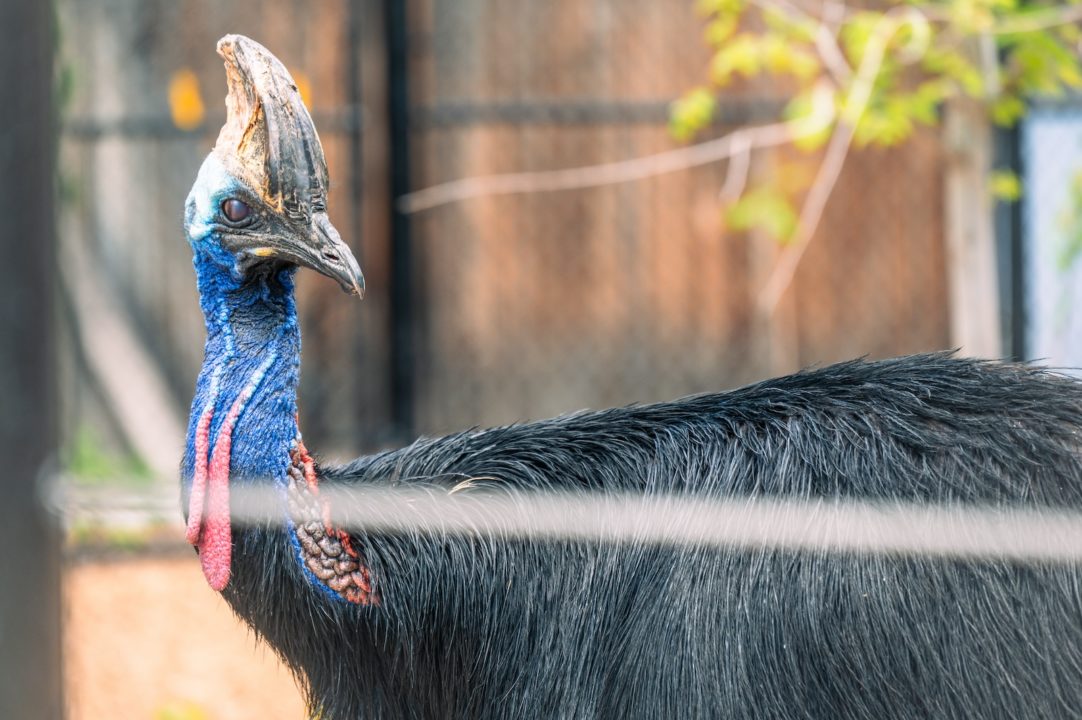 5 Surprises in the Denver Zoo’s New Immersive Down Under Exhibit - 5280