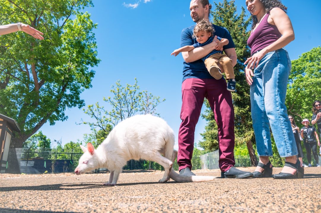 5 Surprises in the Denver Zoo’s New Immersive Down Under Exhibit - 5280