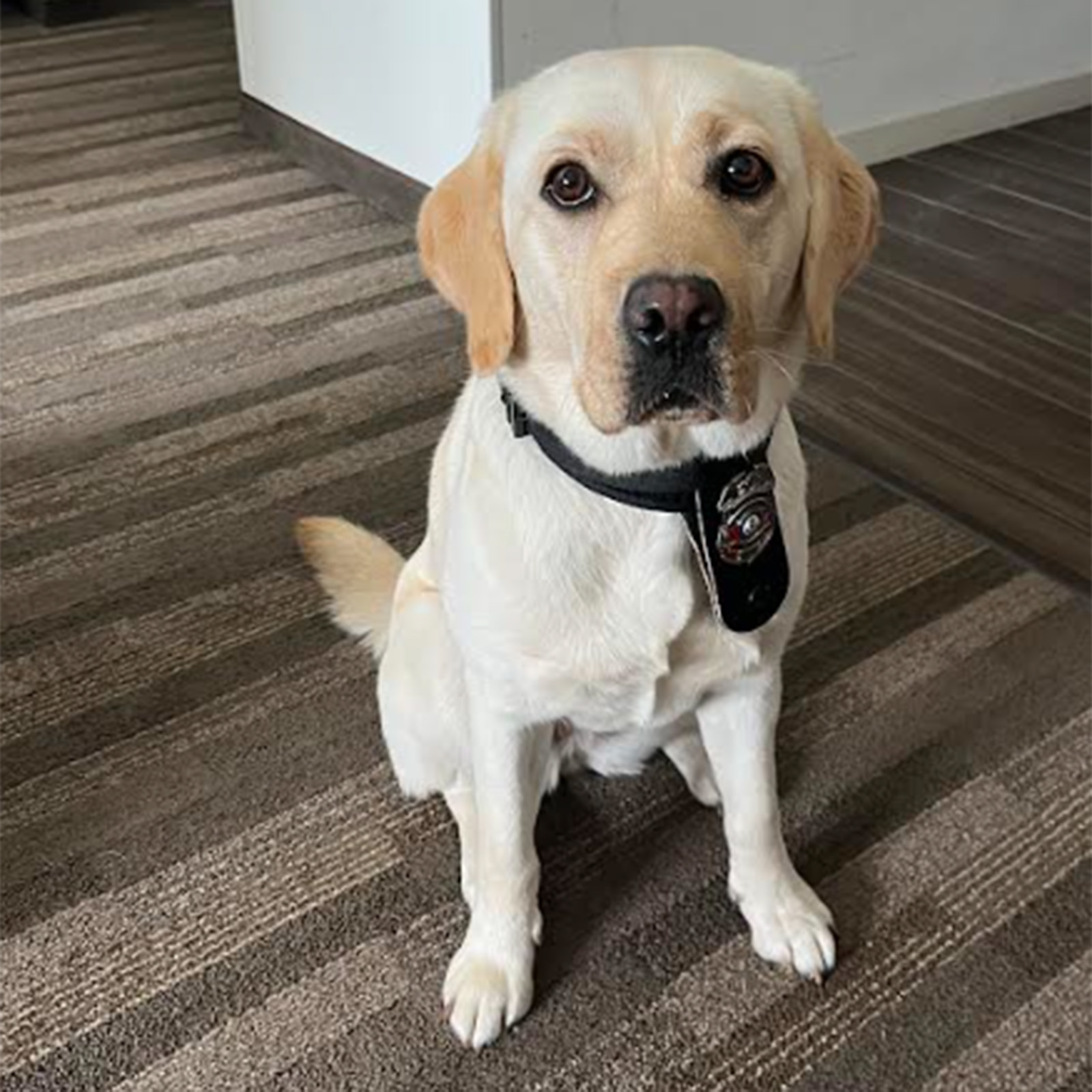Meet Ash the Yellow Lab, Colorado’s Ignitable Liquids Detection Dog - 5280