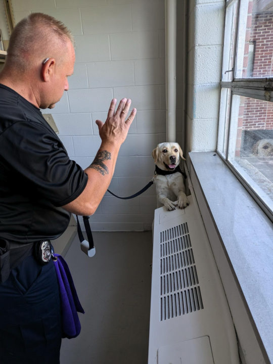 Meet Ash the Yellow Lab, Colorado’s Ignitable Liquids Detection Dog - 5280