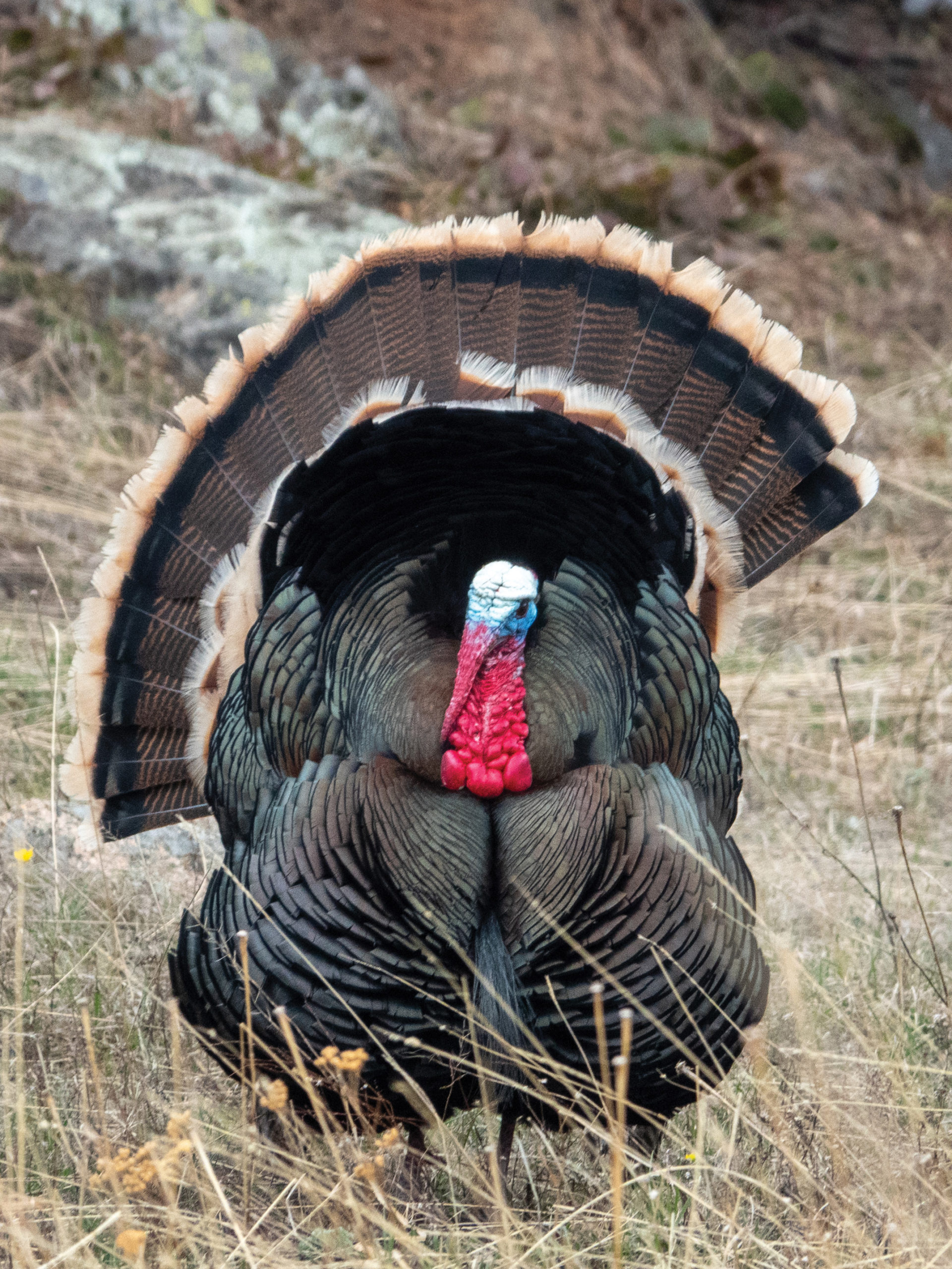 How To Get Started Hunting in Colorado - 5280