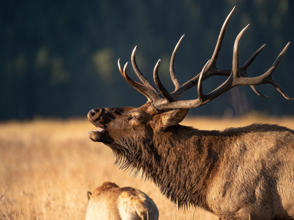 7 (Safe) Ways To See the Elk Rut in Estes Park This Fall - 5280