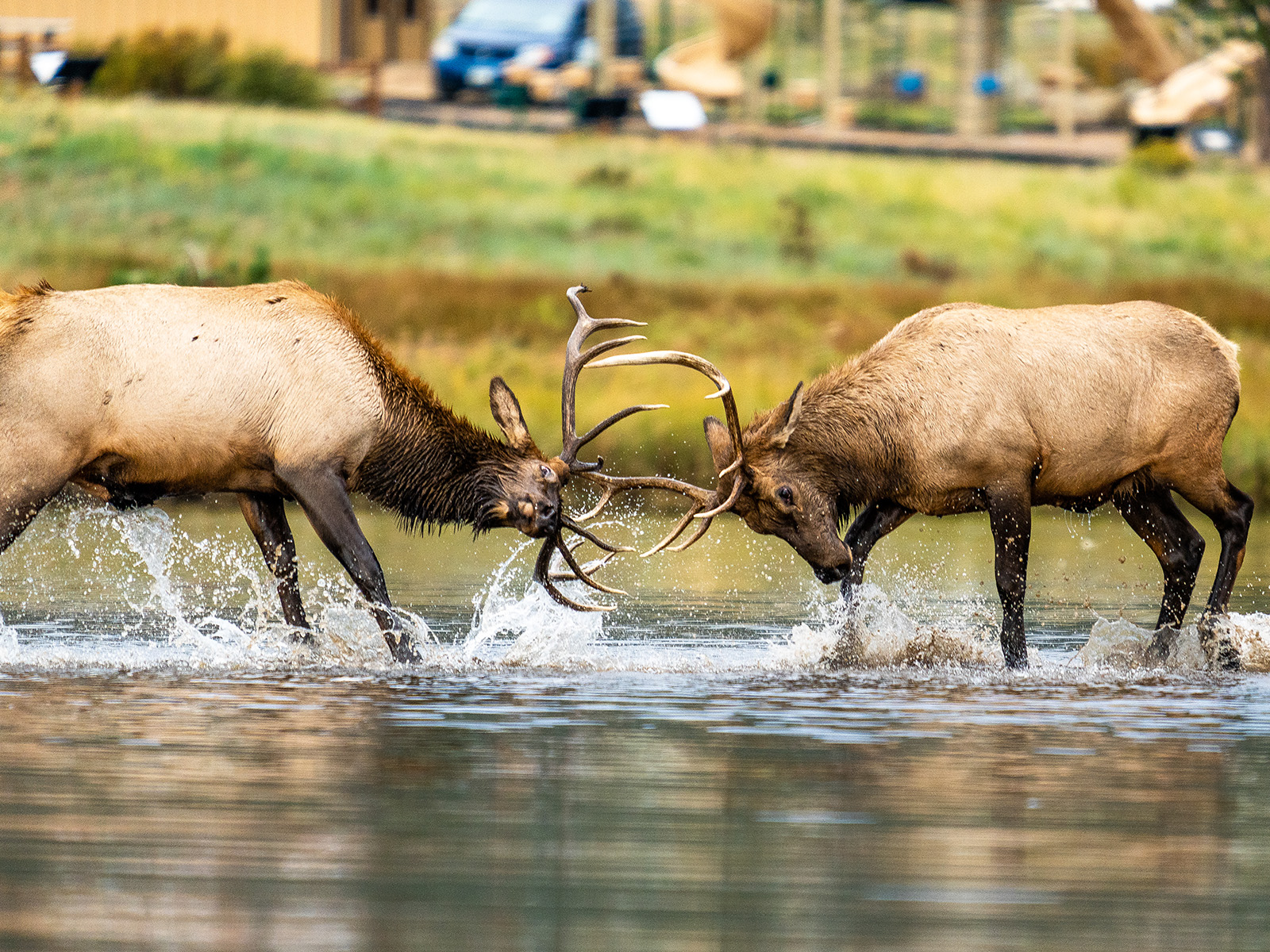 7 (Safe) Ways To See the Elk Rut in Estes Park This Fall - 5280