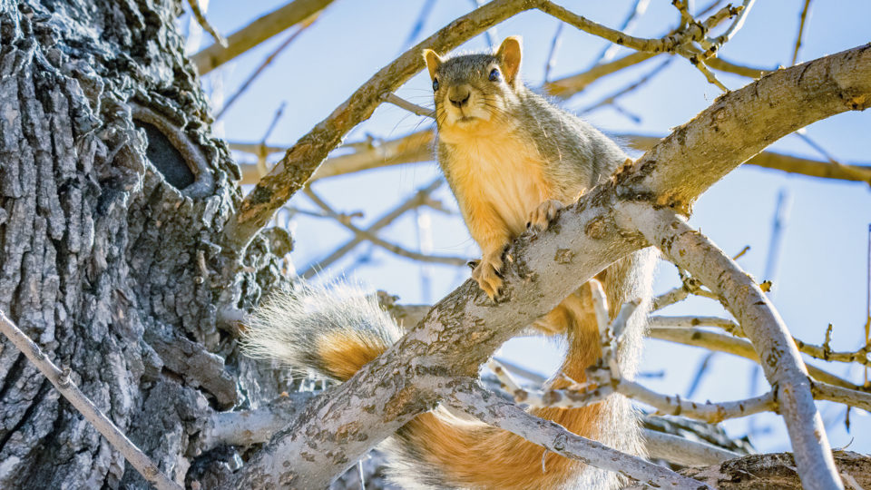 Call Me Nuts, But I Love Killing Squirrels - 5280