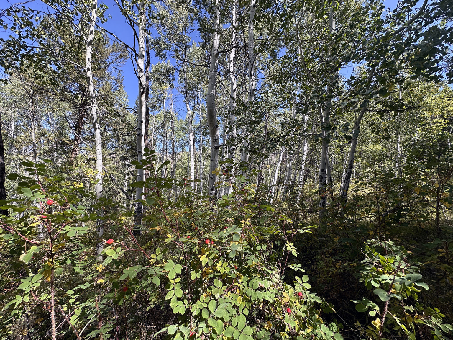 Silverthorne: Acorn Creek Loop - 5280
