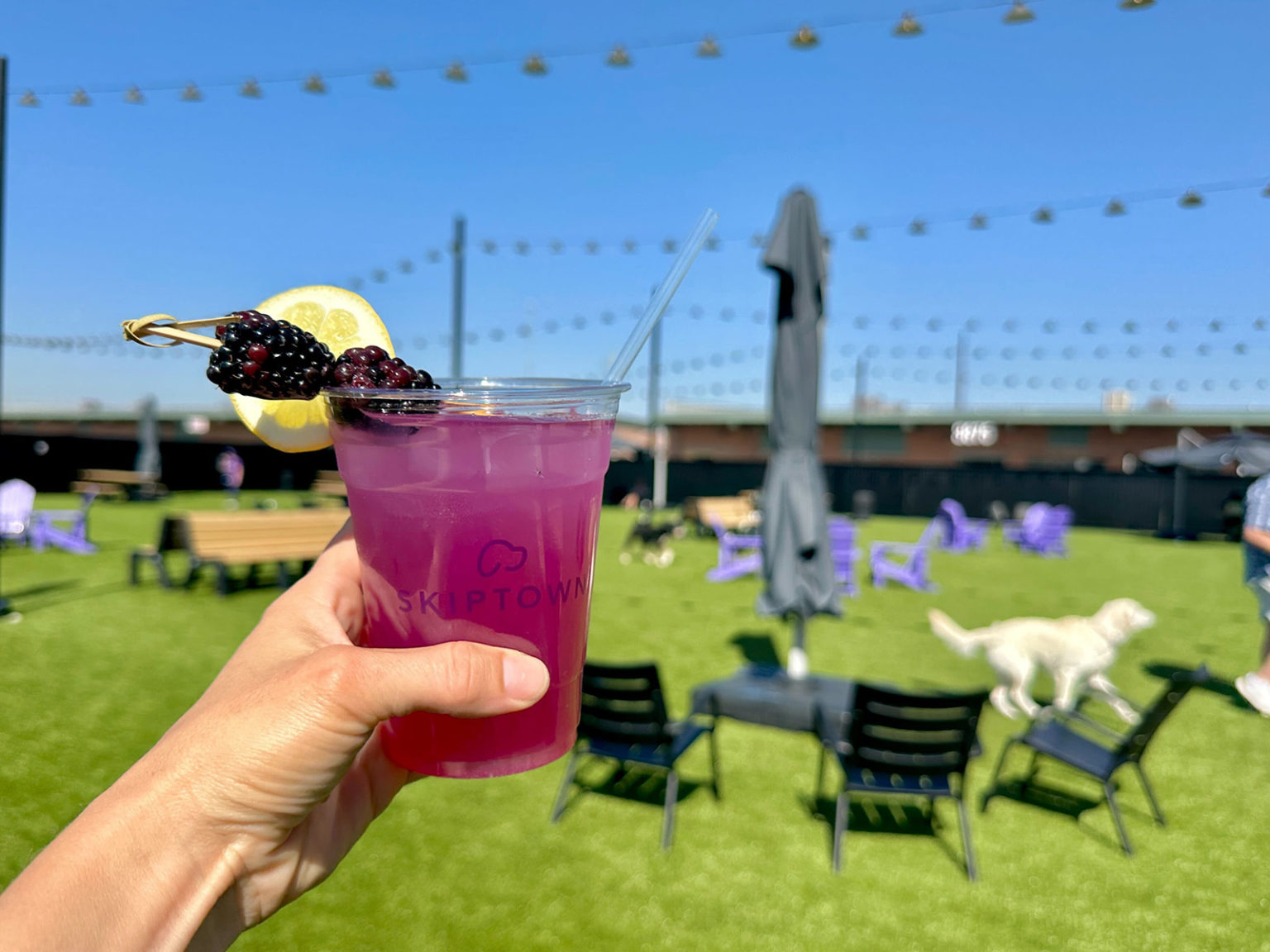 One Pupper’s Review of Denver’s Newest Dog Park (Yes, It Has a Bar for ...