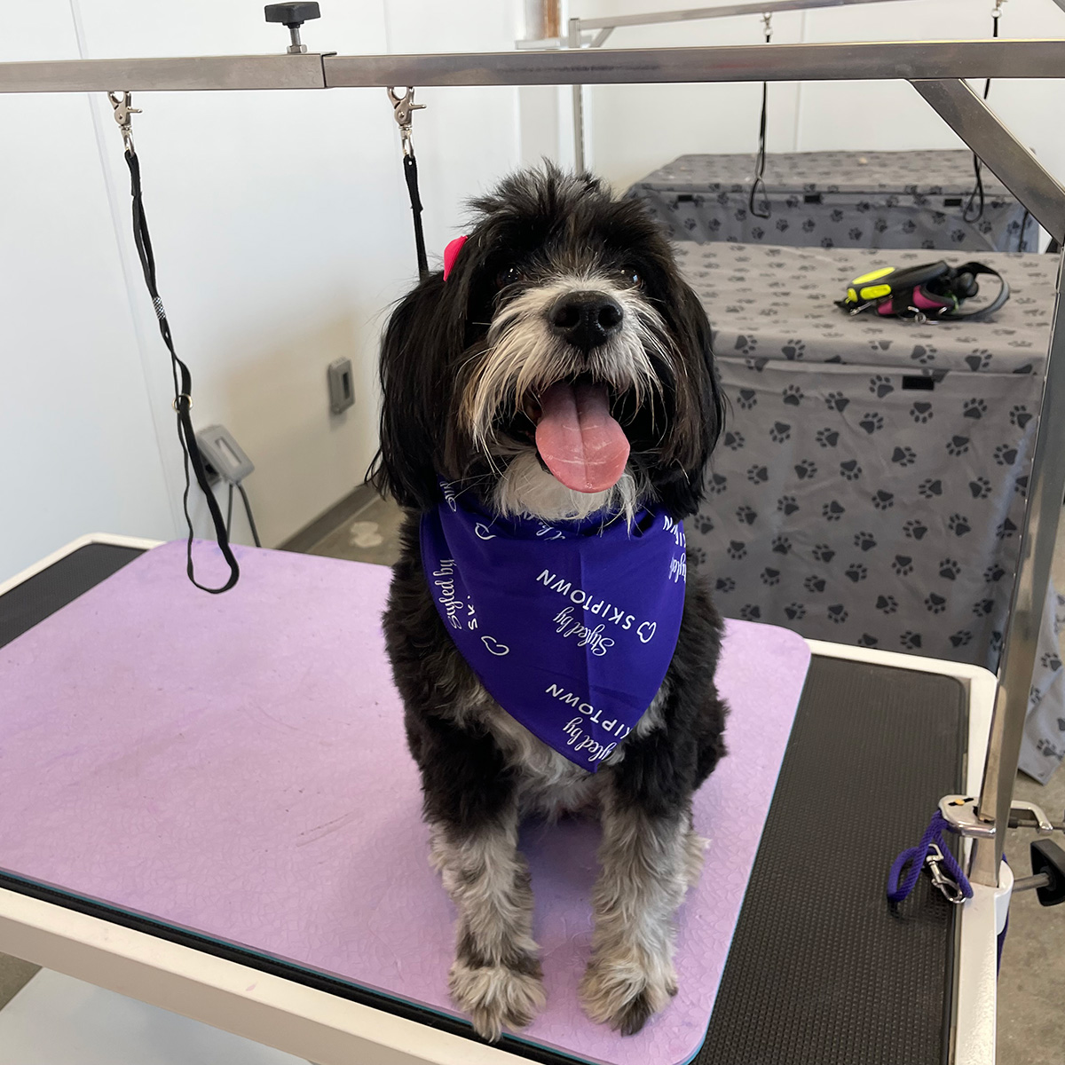 One Pupper’s Review of Denver’s Newest Dog Park (Yes, It Has a Bar for Hoomans) - 5280