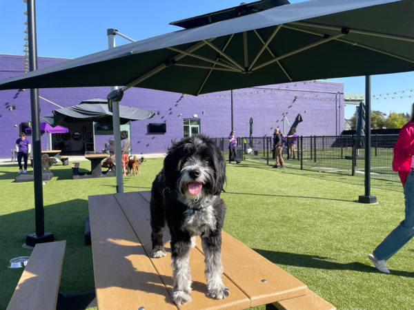 One Pupper’s Review of Denver’s Newest Dog Park (Yes, It Has a Bar for Hoomans) - 5280