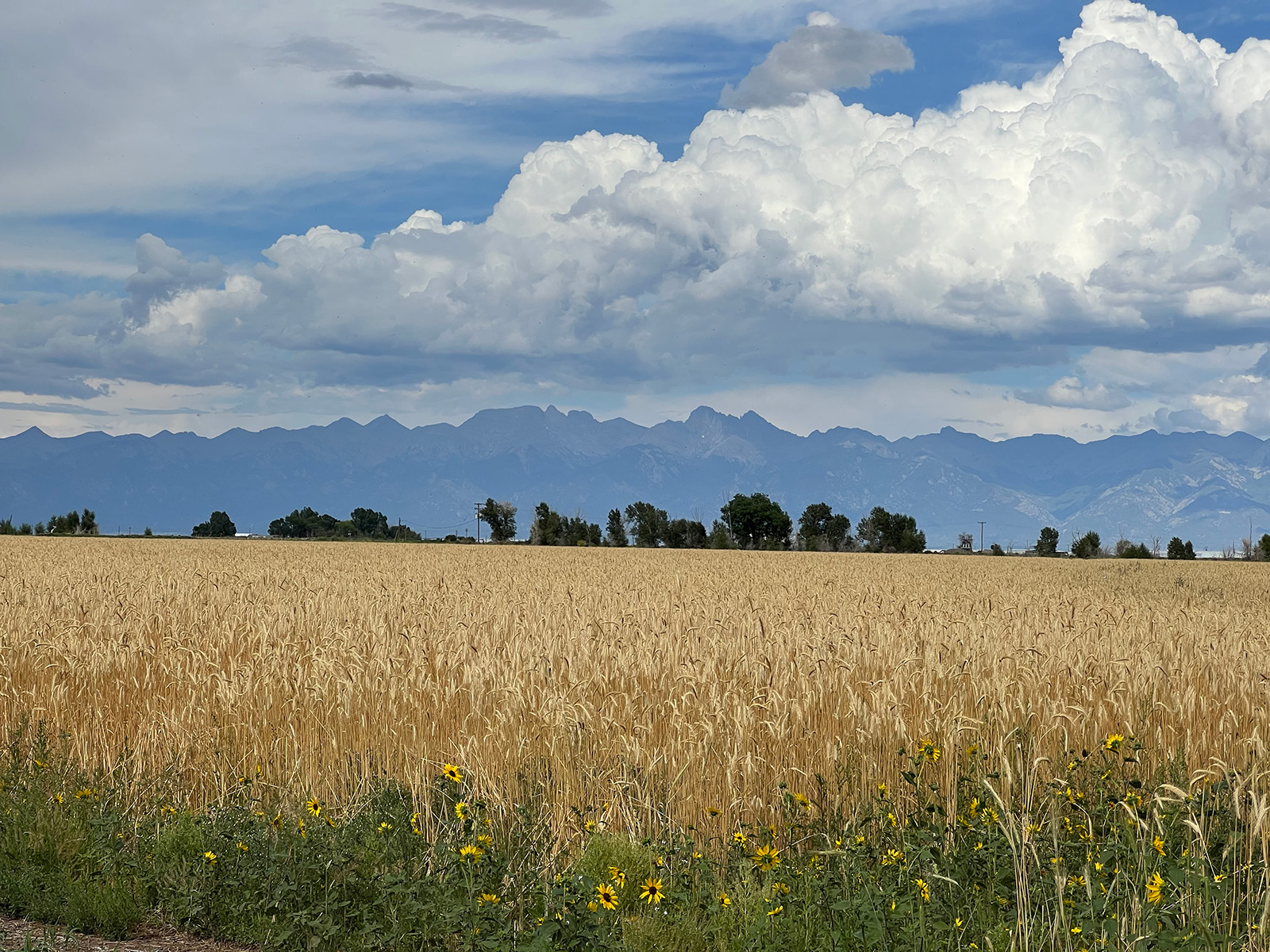 How the Rye Resurgence Project is Saving San Luis Valley Farming- 5280