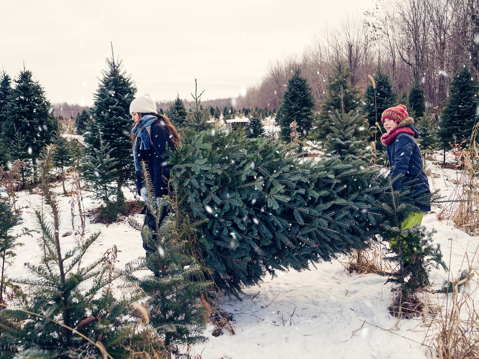 Where to Compost Your Christmas Tree In Denver- 5280