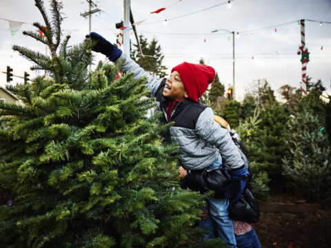 Where To Find Your Christmas Tree This Year - 5280