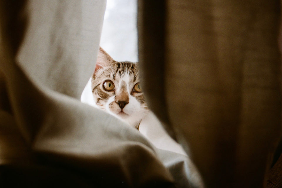 5280 - Denver's Mile High Magazine