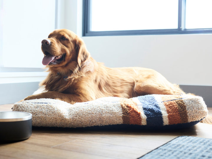 5 Ways To Make the Most of Your Stay at Hotel Alpenrock in Breckenridge ...