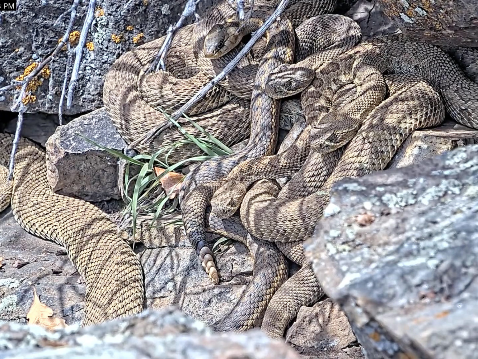 4 Surprising Facts About That Viral Colorado Rattlesnake Mega Den - 5280
