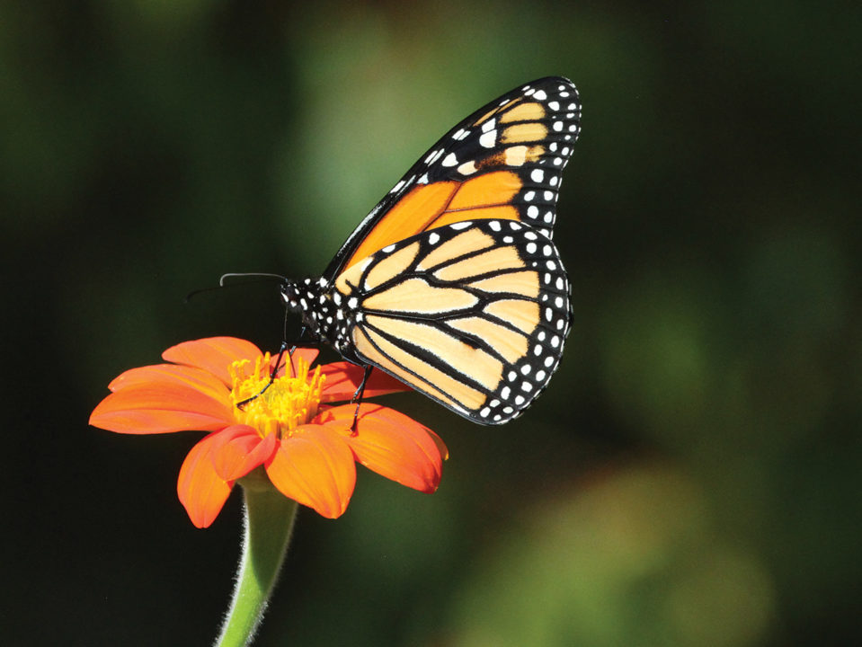 How Butterfly Pavilion Became a Global Conservation Leader - 5280