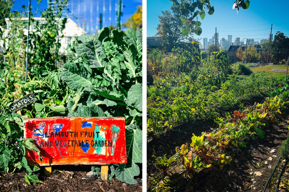 Healthy Food for Denver’s Kids: a Healthier, More Equitable Future - 5280